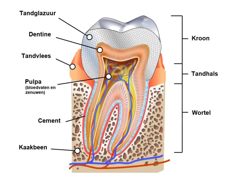 Begrippenlijst tandheelkunde - Tandartsenpraktijk Oranjebuurt Assen